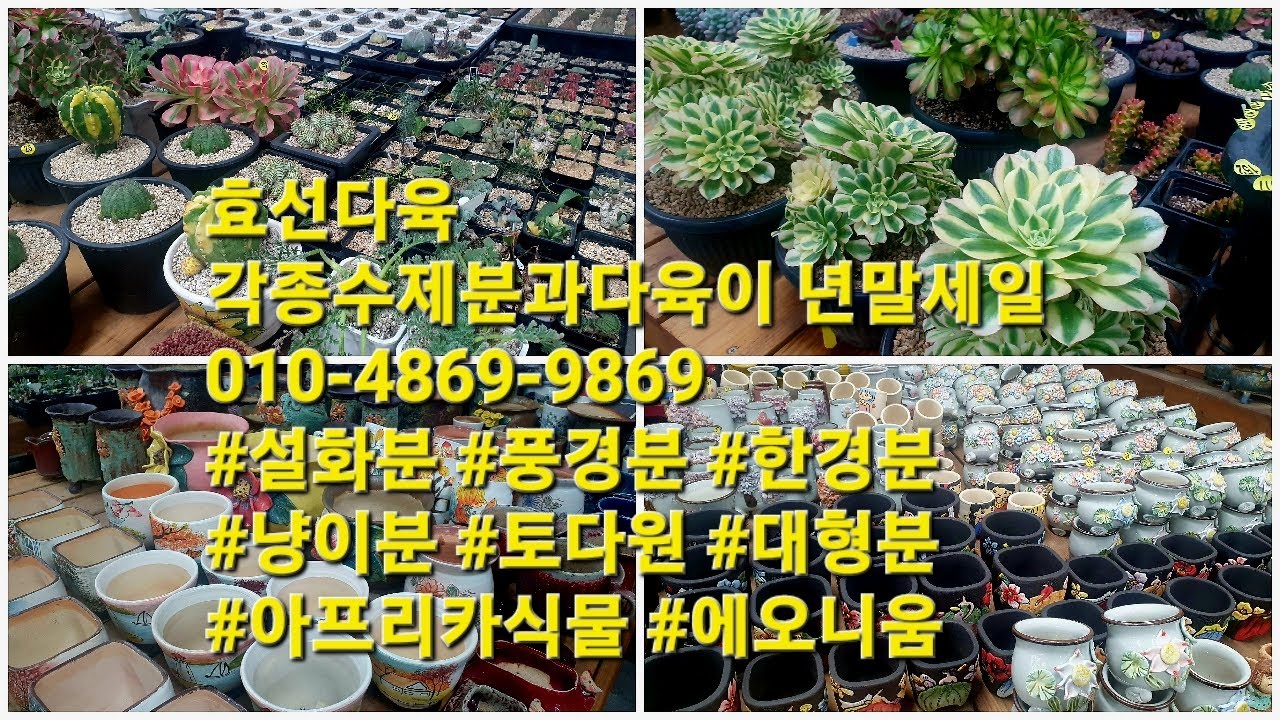 효선다육 각종수제분과다육이 년말세일010 4869 9869 설화분 풍경분 한경분 냥이분 토다원 대형분 아프리카식물 에오니움 Youtube