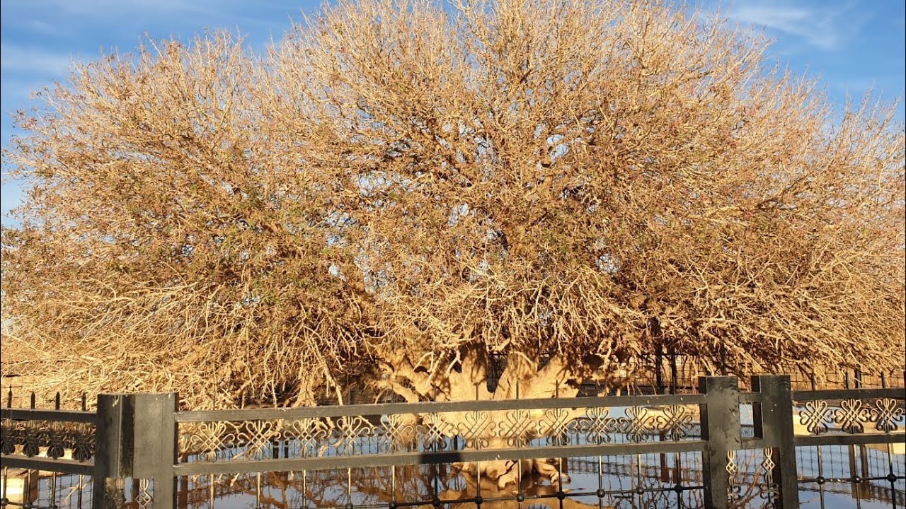 Blessed Tree Jordan living Sahabi - YouTube