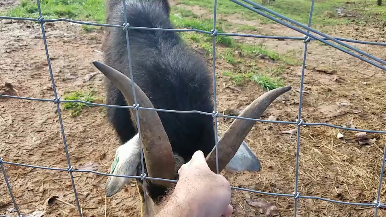 Pure Spanish Goat Available - YouTube