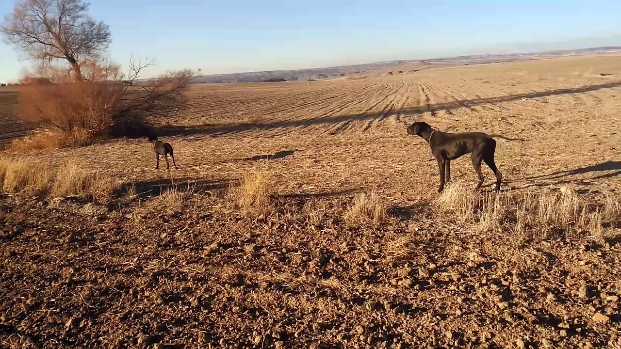 Lance de altanería a perdiz - YouTube