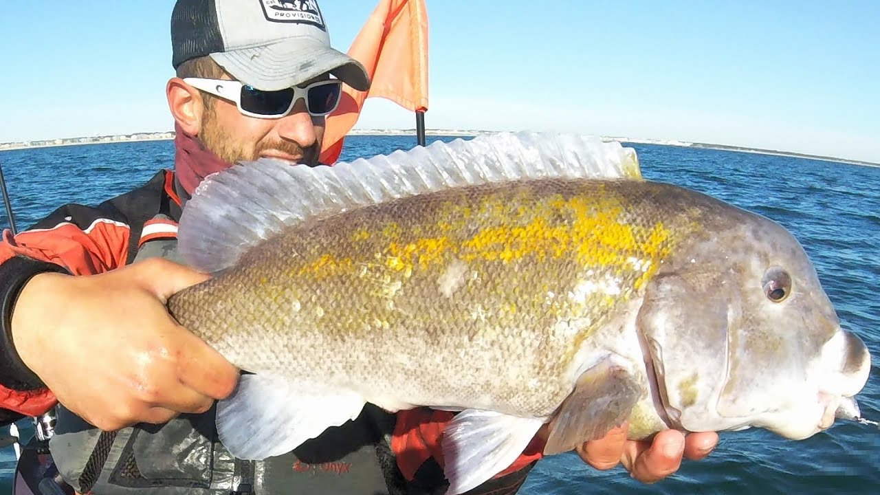 Never Caught THAT Before: THE GOLDEN TAUTOG - Catch & Cook + Underwater ...