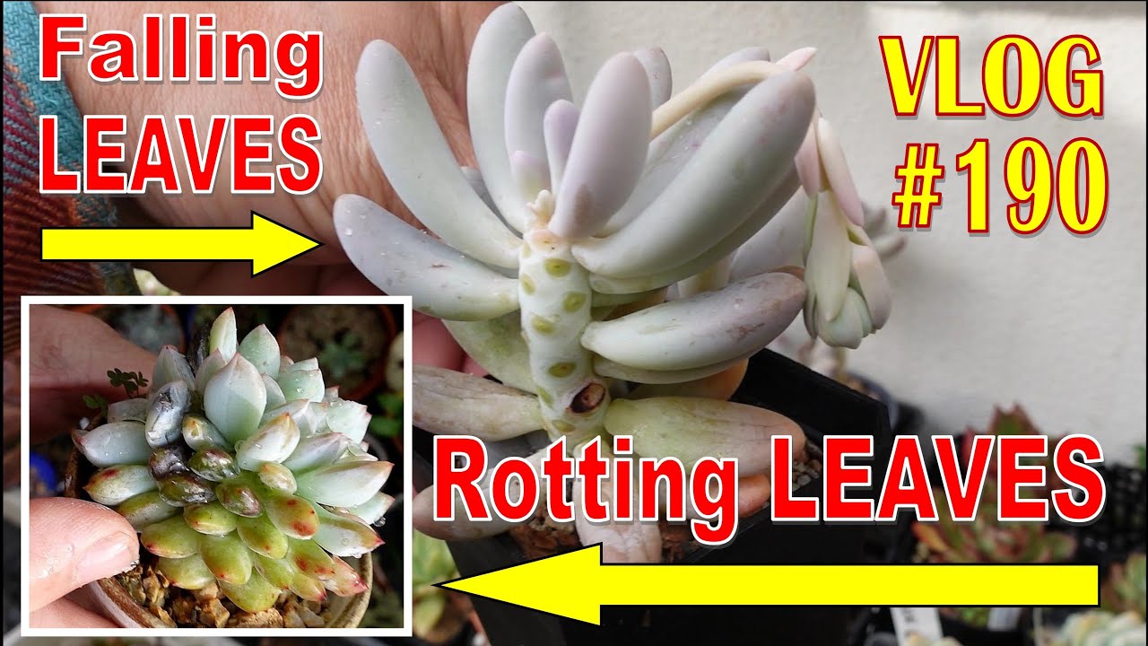 I DO THIS When SUCCULENT Rot & Drop Leaves | VLOG #190 Growing ...