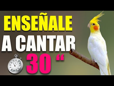 30 MINUTOS DE CANTOS PARA ENSEÑARLE A CANTAR A TU CACATÚA NINFA COLAPSITA