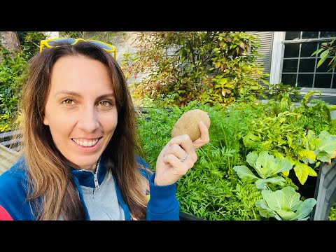 The Best Vegetables for February in your Florida Garden