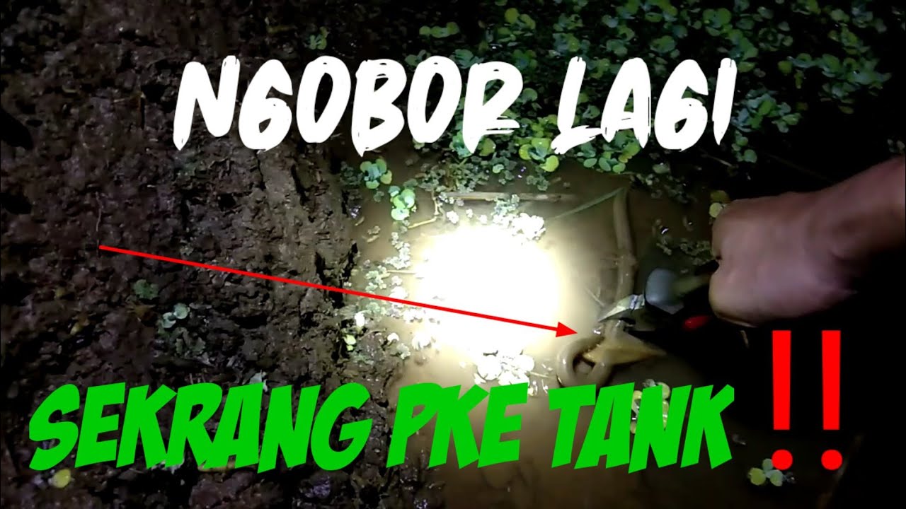 NGOBOR BELUT DI JEPIT pake tank... - YouTube