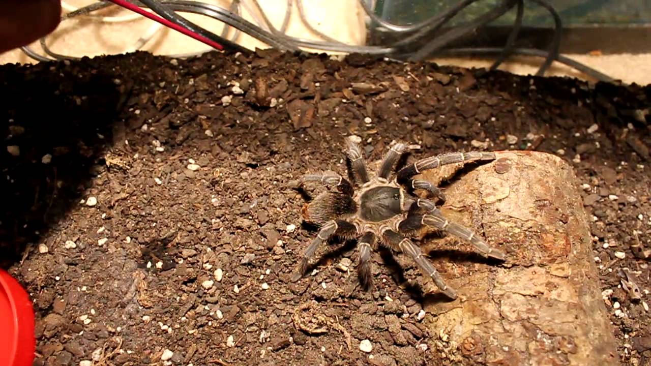 Tarantula eats frog - YouTube