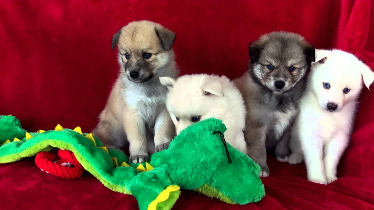 5 Weeks old Pomsky Puppies from Meomi and Teddy - YouTube