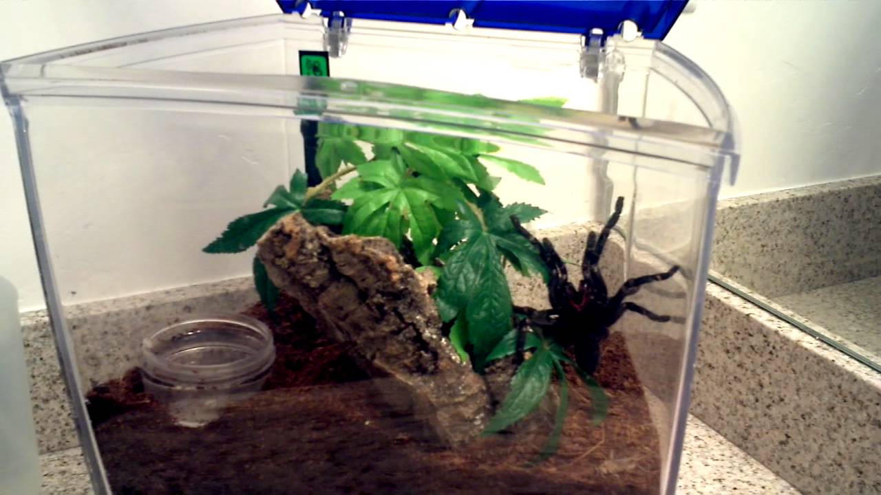 Sweeney is not happy to see me Haplopelma longipes (Thai Tiger ...