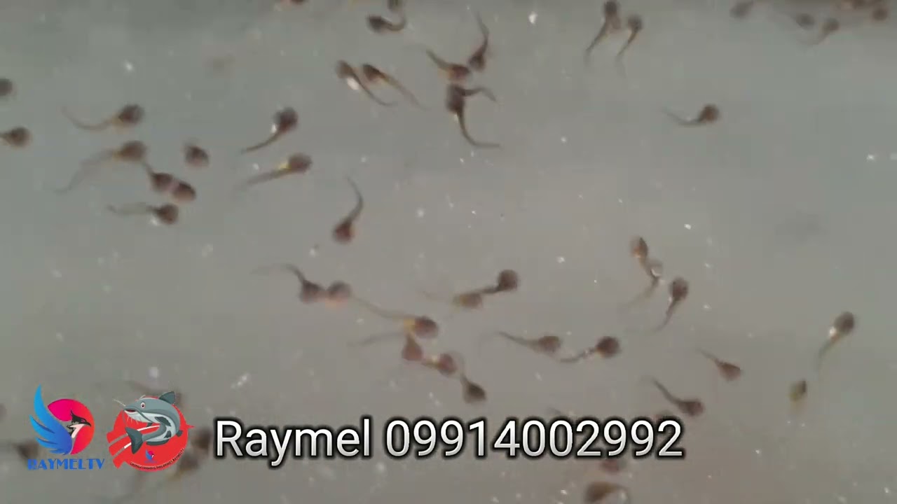 Hito Catfish Hatchery Santo Tomas Pampanga - YouTube