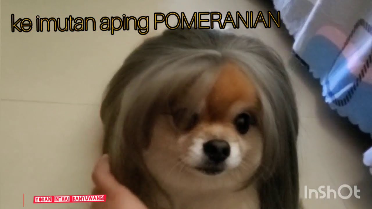 DOG WEARING WIG|| POMERANIAN(APING) - YouTube