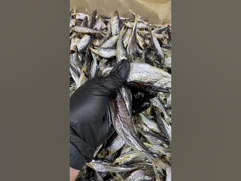 Тугунок вяленый! Как говорится, отвал башки 🤪 #тугунок #азбукасевера ...