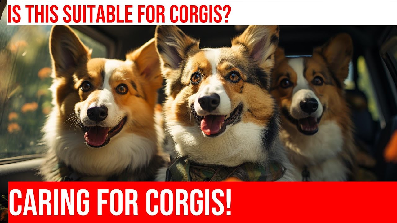 Leaving Corgis Alone: Is It Safe? - YouTube