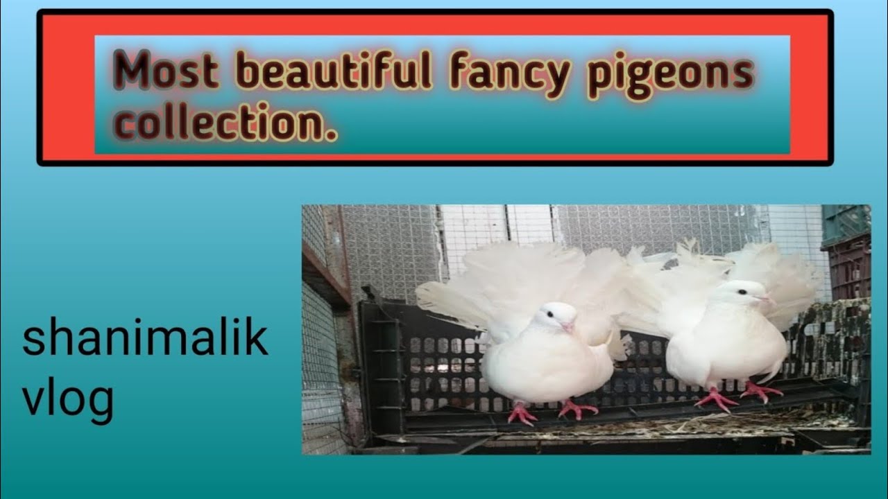 Most Beautiful Fancy pigeons Collection |Pakistan pigeons| world unique ...
