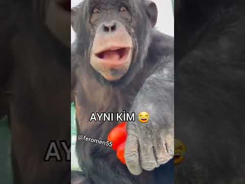 maymun sakız cignerse