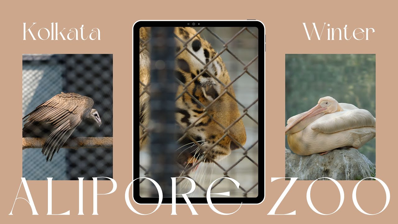 Wild Wonders at Alipore Zoo: Exploring the birds and animals of Alipore ...