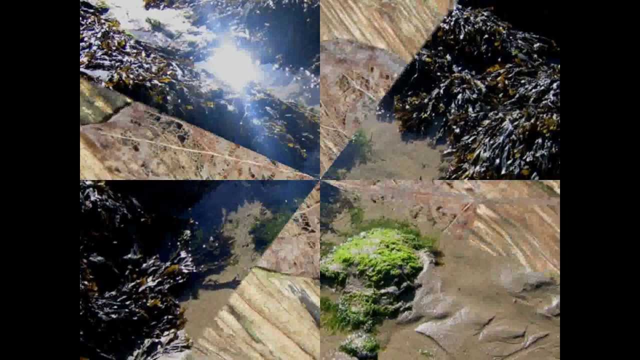 Earth My Body by The (Original) Coyote Medicine Road Show - YouTube