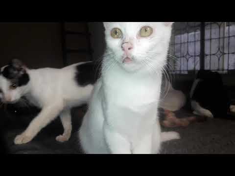 animals rescue foundation Lahore - YouTube