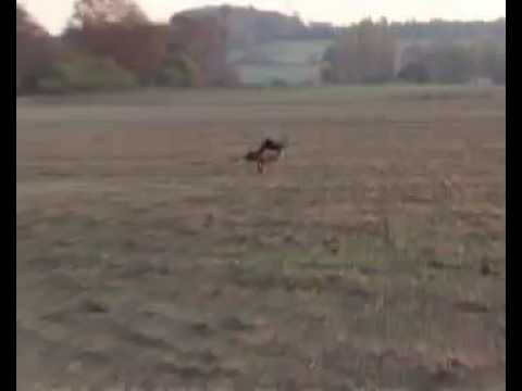 Eagle catches deer - YouTube