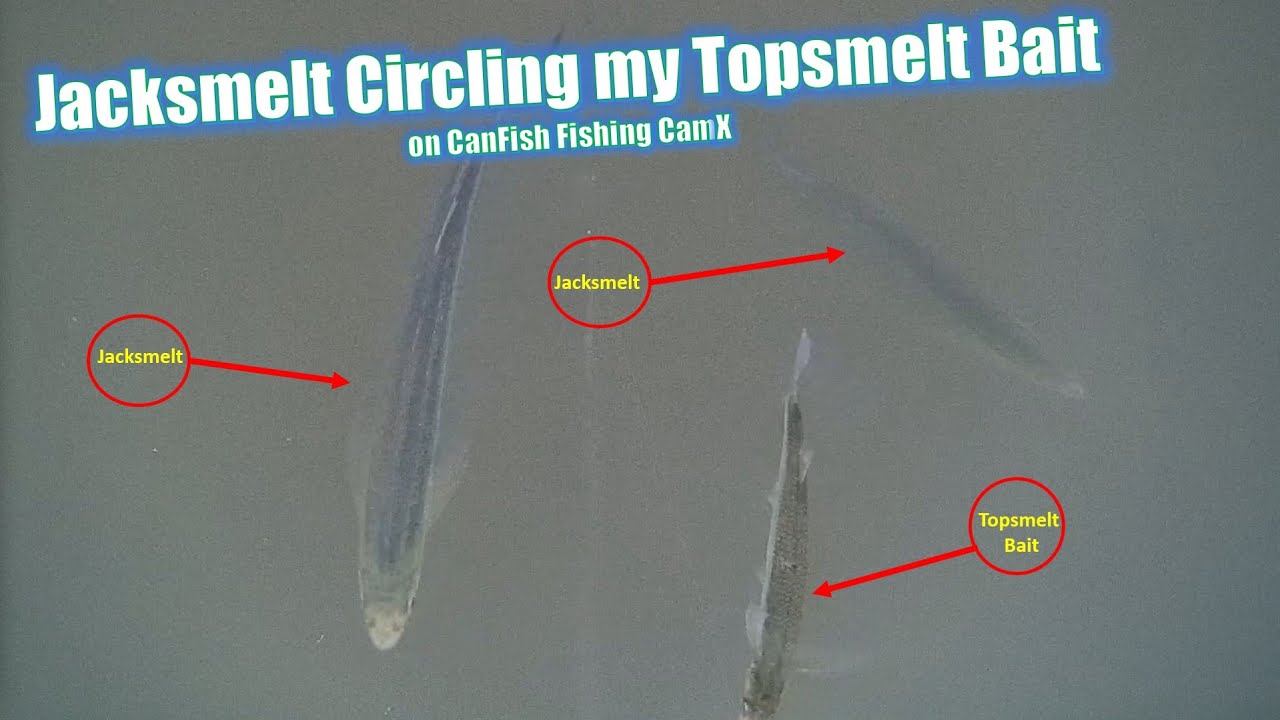 Jacksmelt Circling my Topsmelt Bait | 20% OFF CanFish Fishing CamX ...