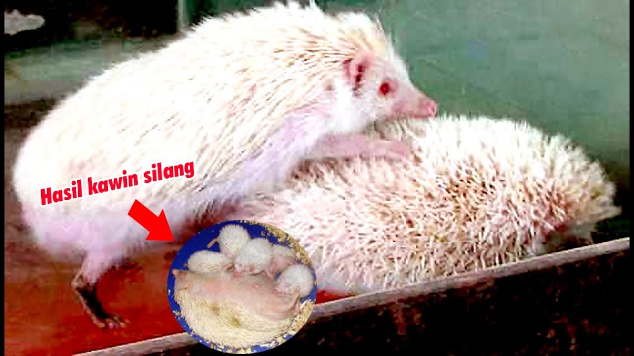 Membahas lebih dalam tentang Budidaya dan Jenis Landak Mini di Kampung ...