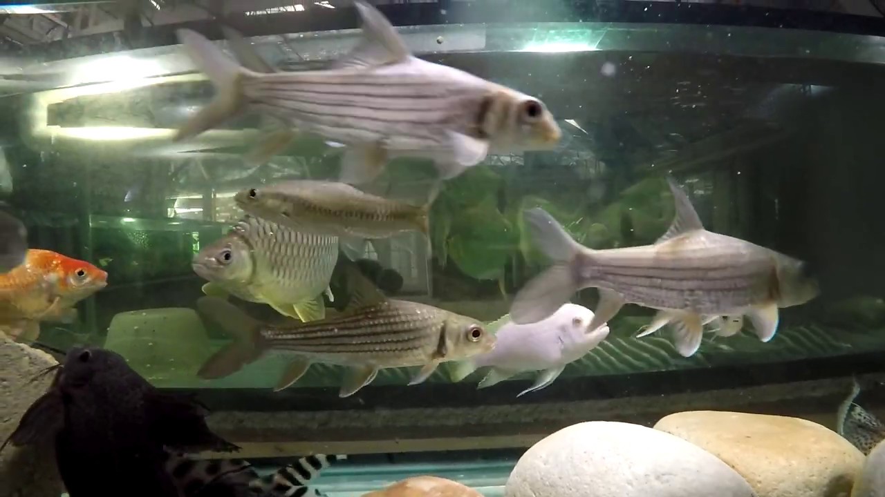 Feeding attempt, esok, purple labeo, macrolepidota, microlepis ...