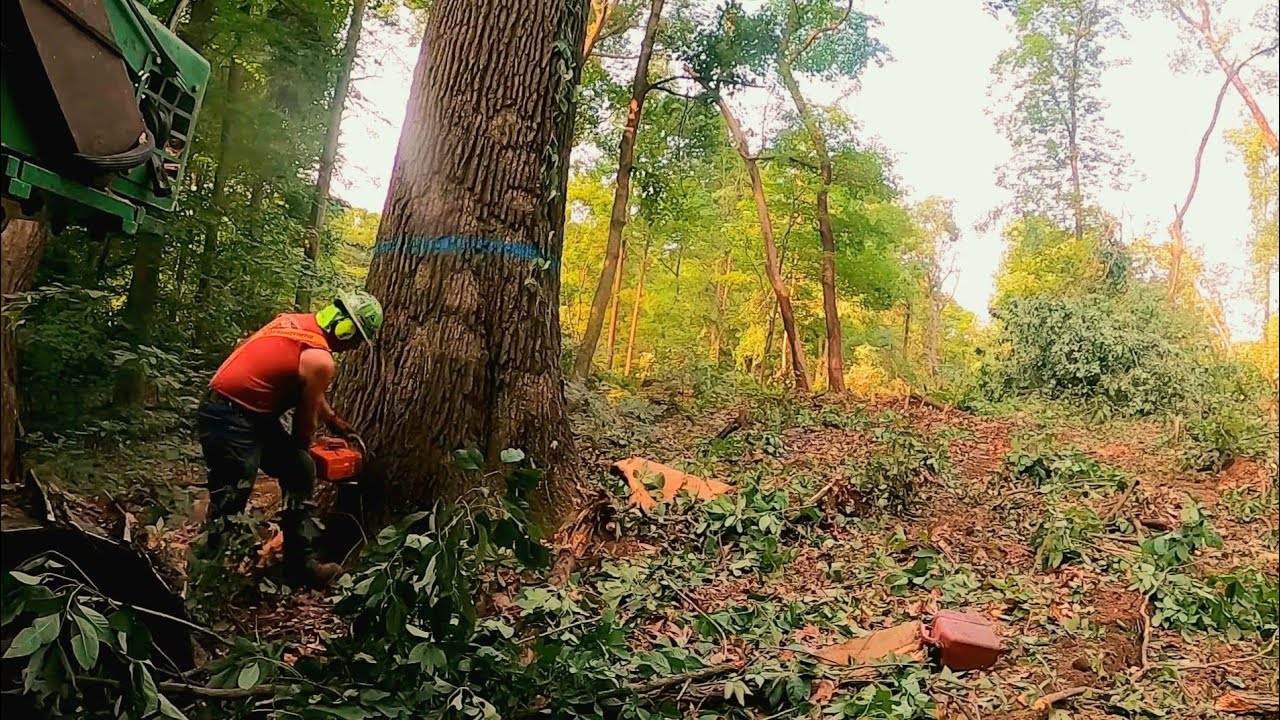 Big tree day with great shots!! - YouTube