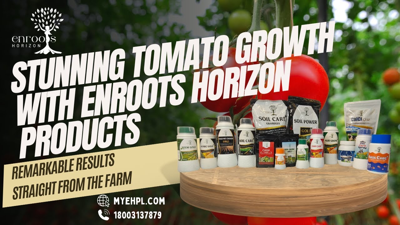 Organic Farming Success! 🍅 Stunning Tomato Growth with Enroots Horizon ...