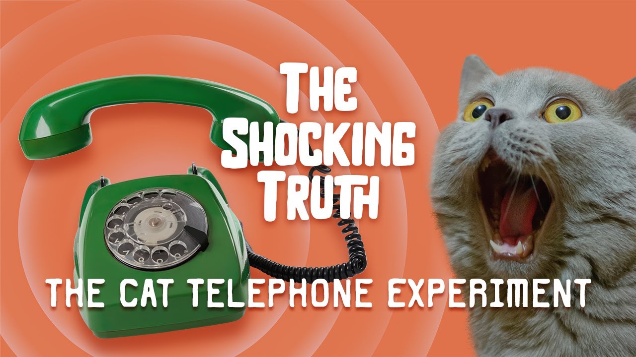 Turning cats to telephones?! #science #experiment #science - YouTube