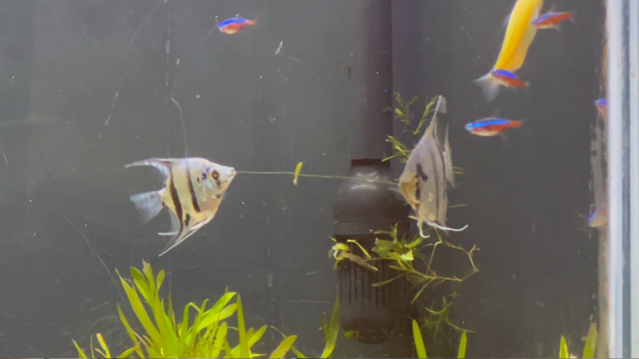 Do your fish ever play tug-of-war? Angel fish playing. - YouTube