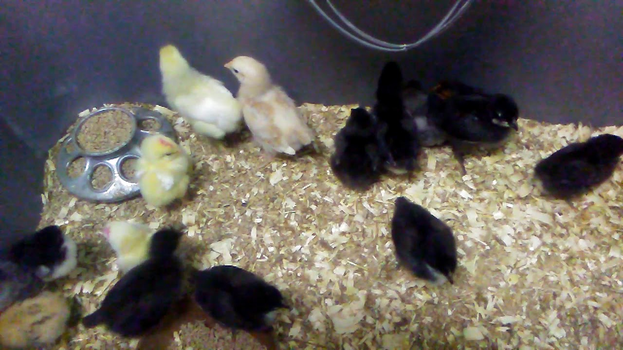 NEWLY HATCHED CHICKENS - CHICKEN WHISPER SHOWING OFF - YouTube