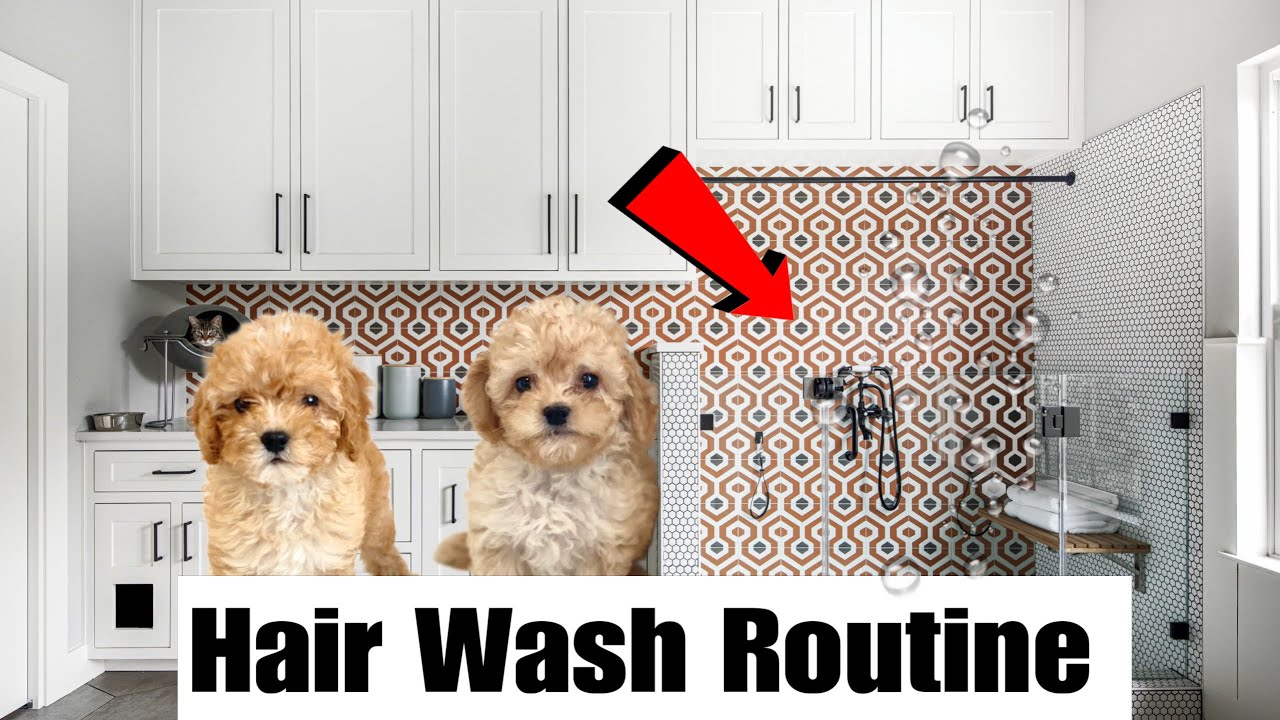 At Home Puppy Grooming | Hair Wash Routine - YouTube