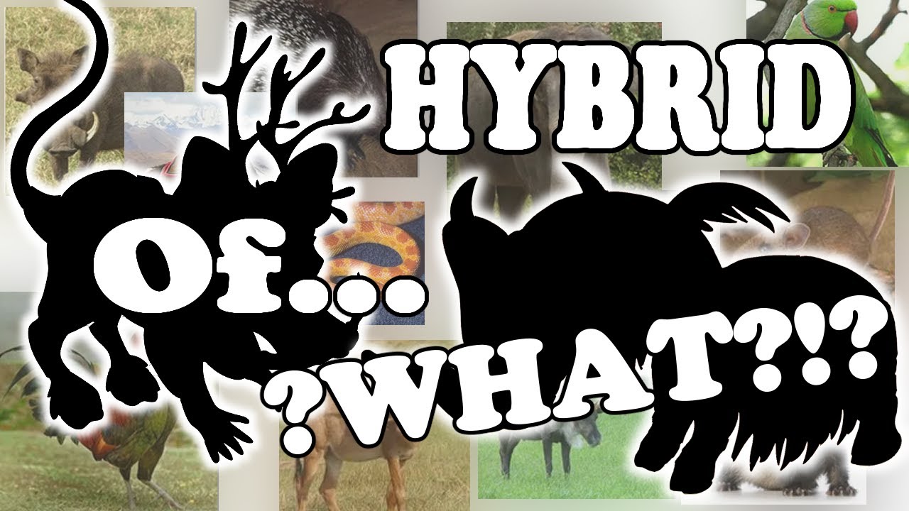Drawing RANDOMIZED Animal Hybrids - YouTube