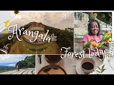 Unearthing the Mysteries of Arangala Forest Lodge: Sri Lanka's Hidden ...