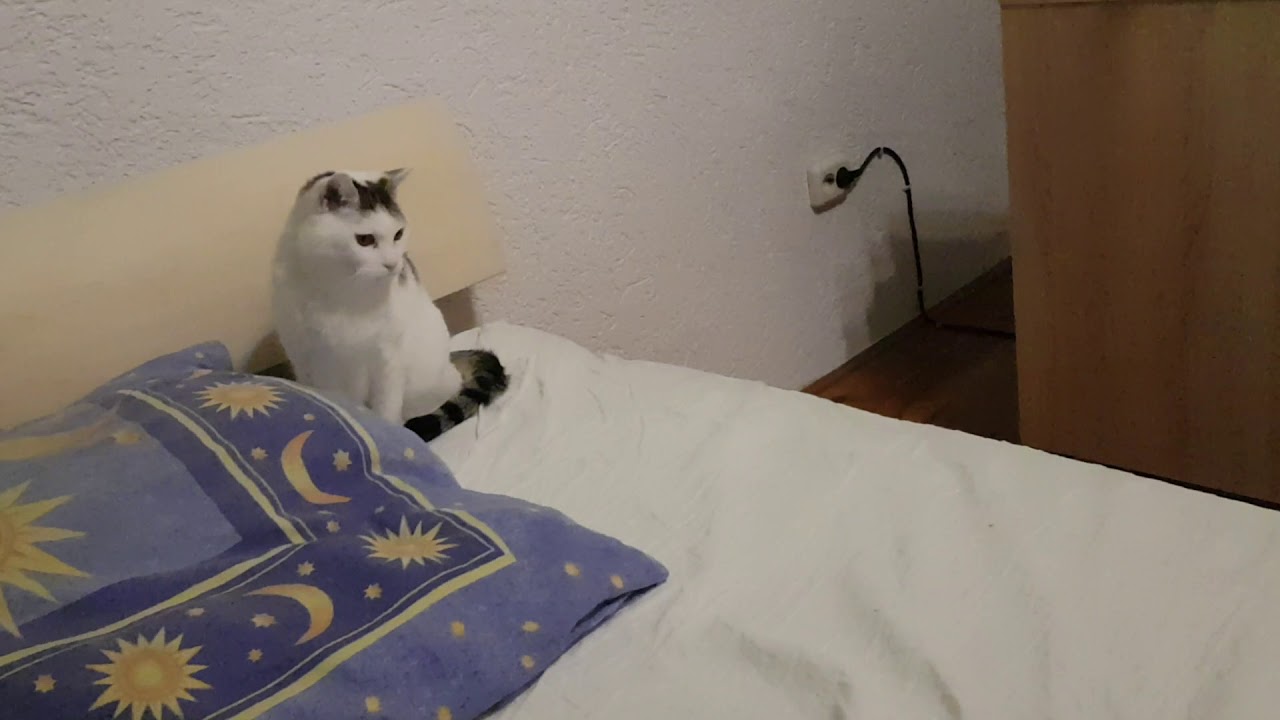 Cat attacks kinder surprise egg - YouTube