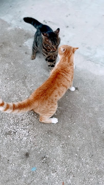 Epic Cat Fight! Who wins? - YouTube