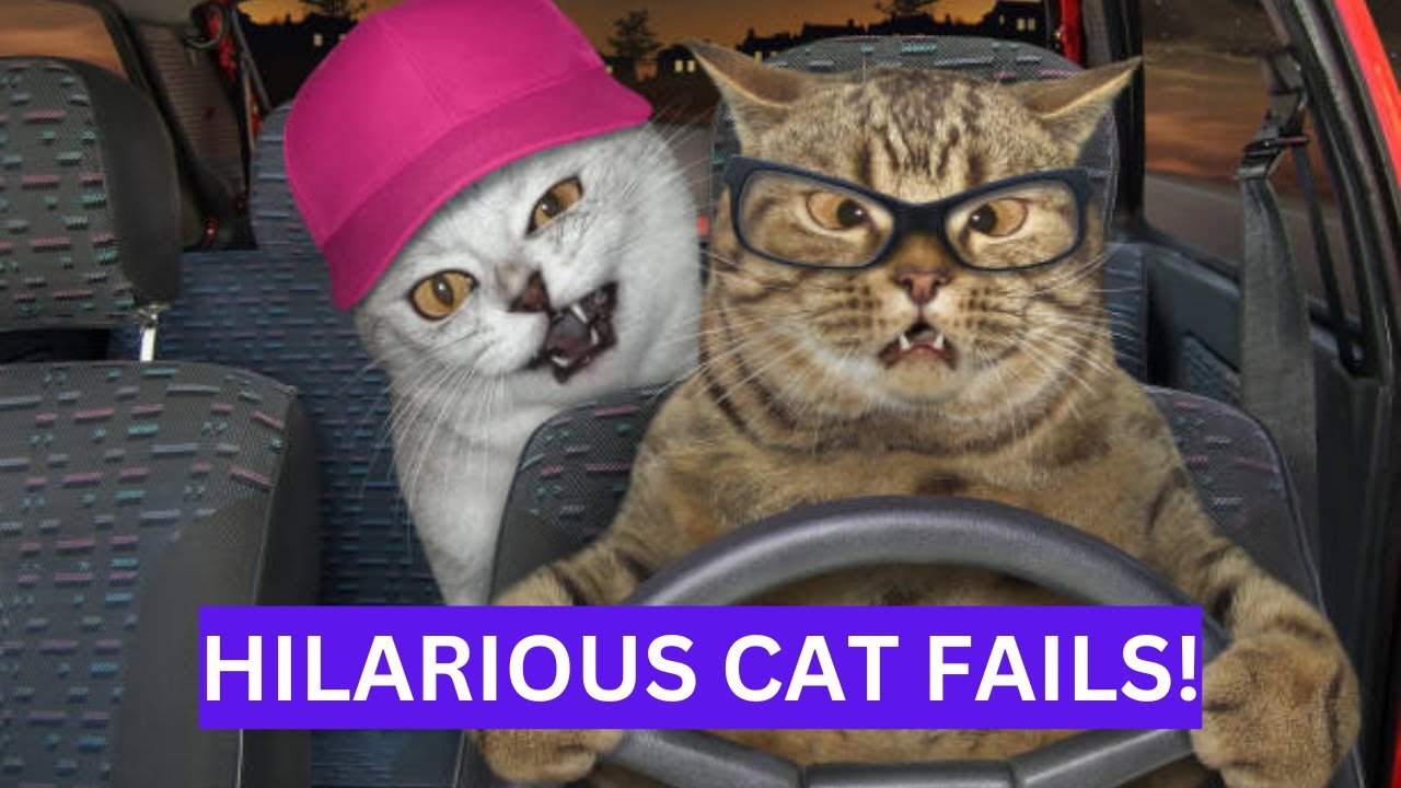 Funniest Cats Movements 2025! || Funny Cat Behaviors You Can't Miss! - YouTube