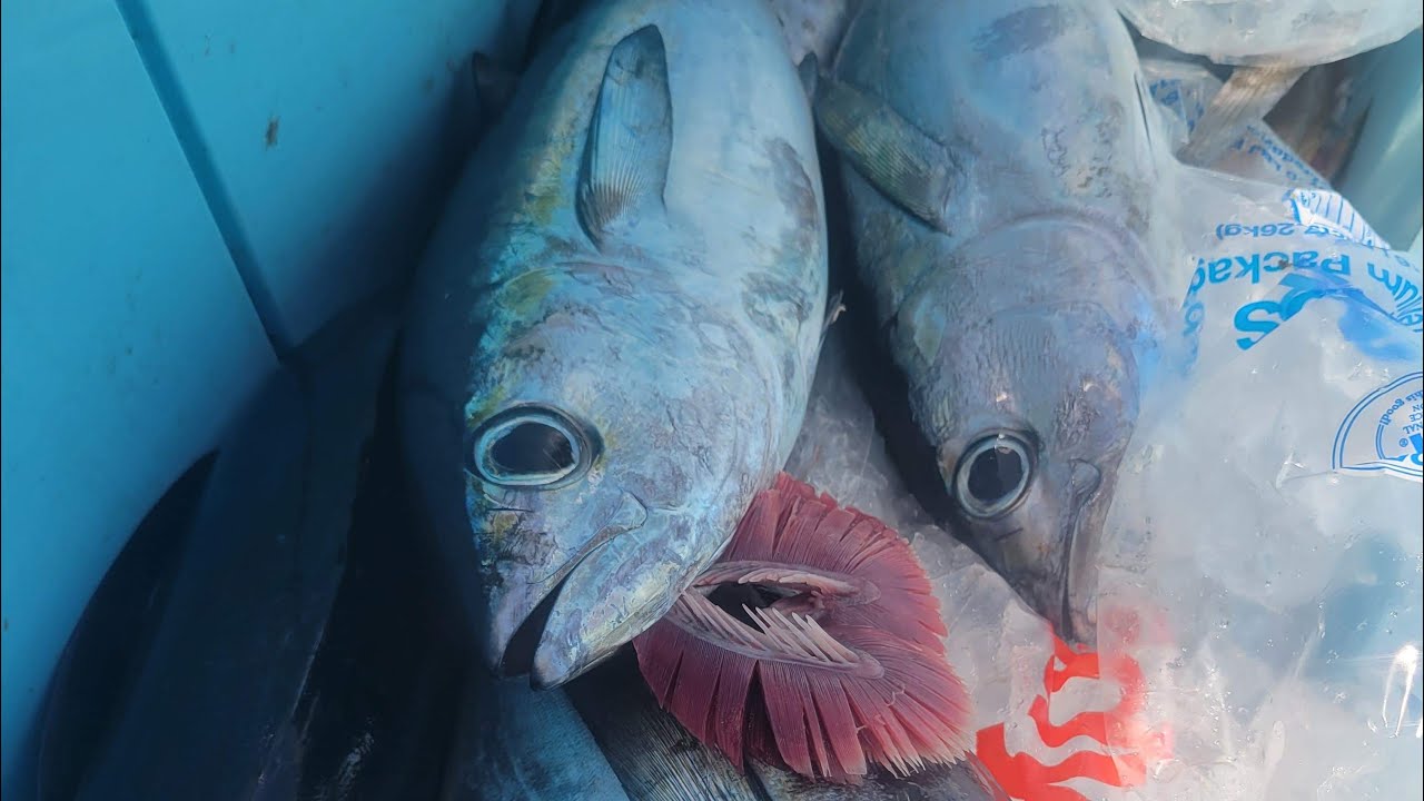 Marathon Florida keys Fishing (Captains vacation) - YouTube