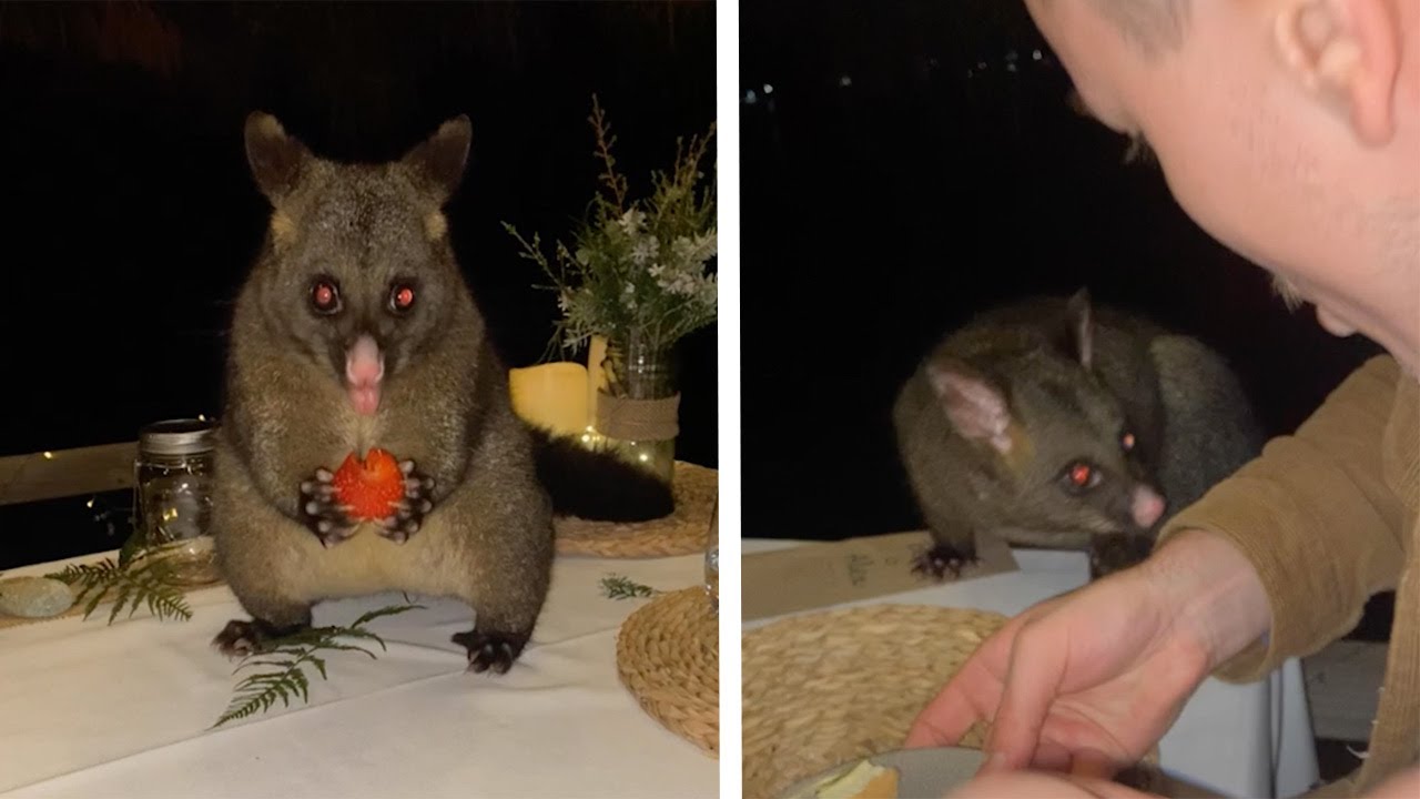 Hungry Possum Interrupts Couple's Romantic Dinner // CHEEKY ANIMALS ...