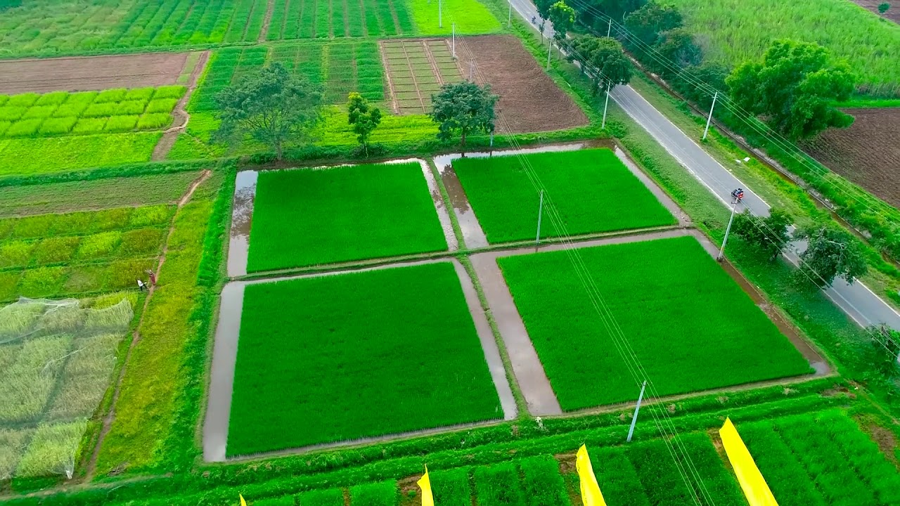 V C Farm Mandya Rice 2020 - YouTube