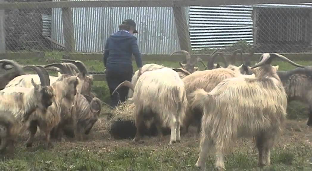 Bilberry Goat ABOUT BILBERRY GOATS HERITAGE TRUST