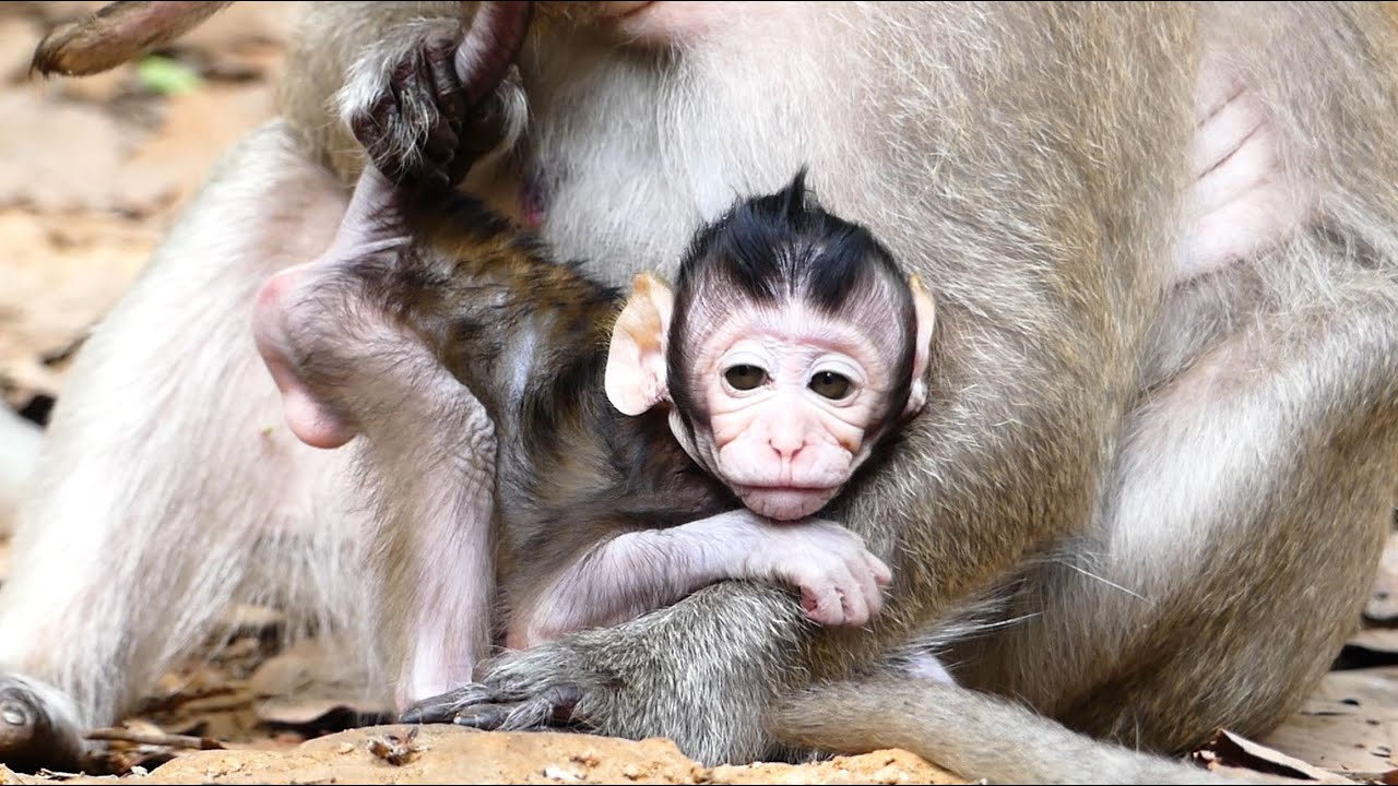 Monkey Destiny Grow Up, Bigger Than Before Especially Brave And Strong ...