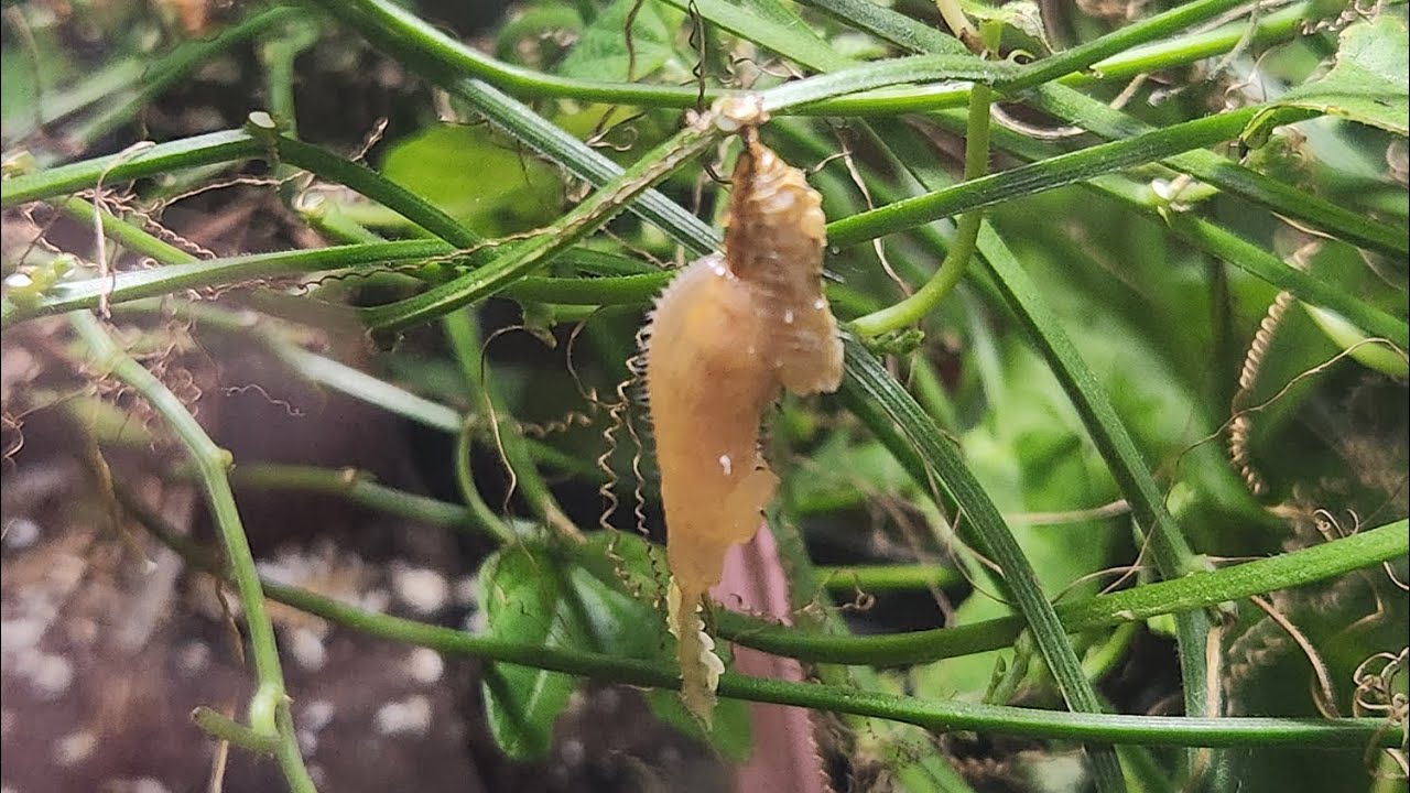 Caterpillar forming a cocoon - YouTube