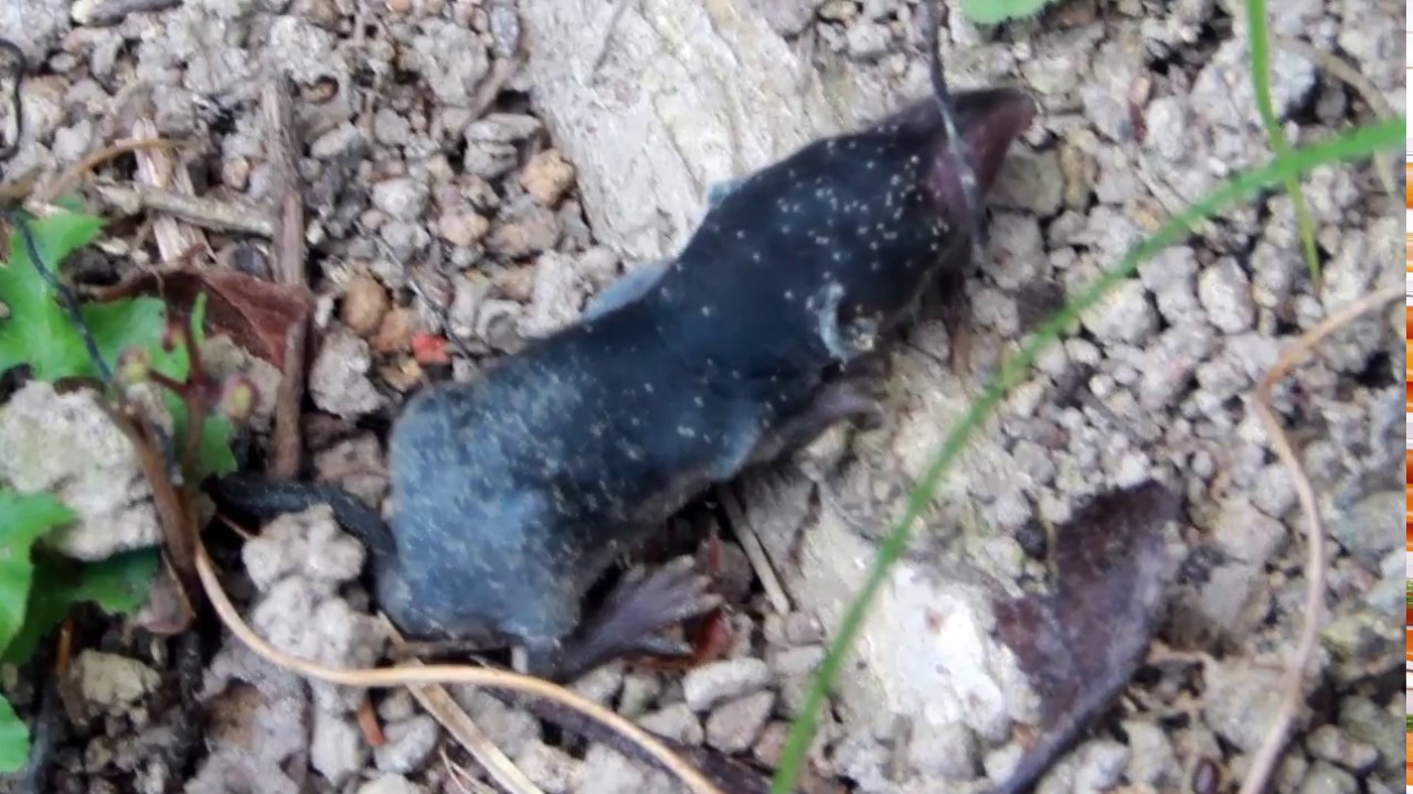 [香港野生動物] 在後山的路邊聽到超尖銳的聲音，發現原來是可愛的小動物 | Musk Shrew 臭鼩 Suncus murinus ...