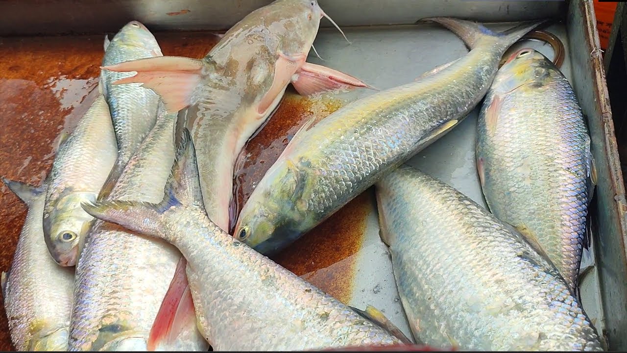Very Amazing Padma fish Price!?😍ইদের আগে পদ্মার ইলিশ সহ হরেক রকম মাছের ...