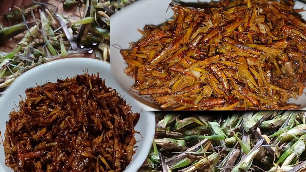 today curry how to cook crispy grasshopper - YouTube