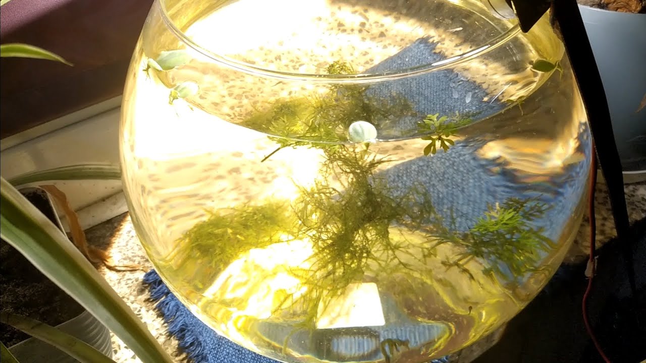 akwarium, kule odpalam i będę hodować krewetki Bloody Mary 🦐...🦐🦐🦐 🙋 ...