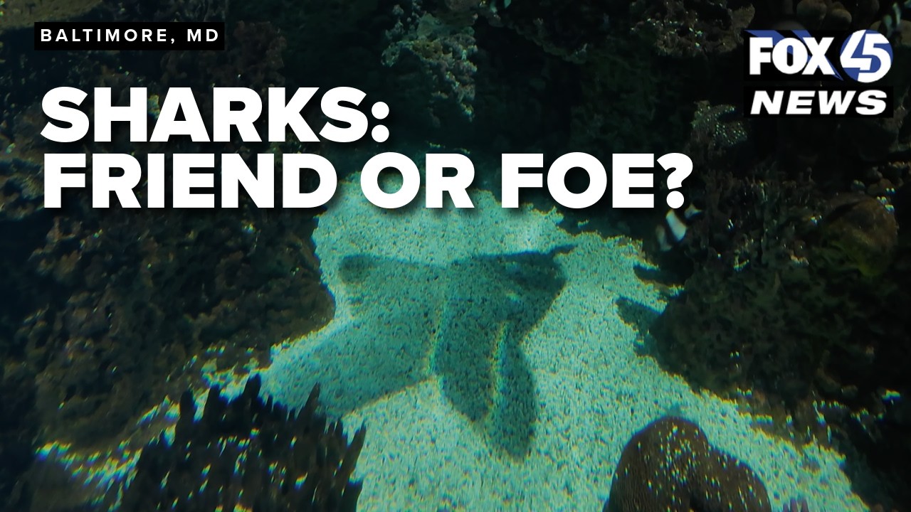 Inside the Shark Tank: How dangerous are sharks… really? - YouTube