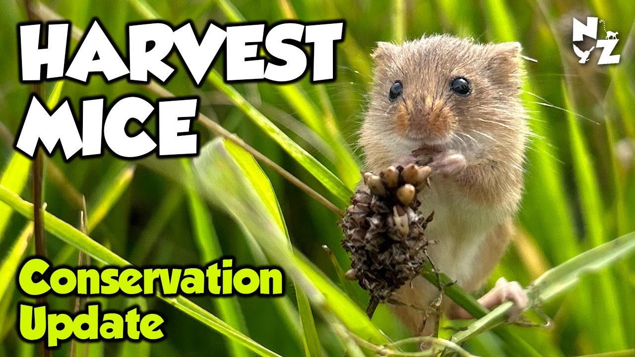 Harvest Mice bred and released in Northumberland - YouTube