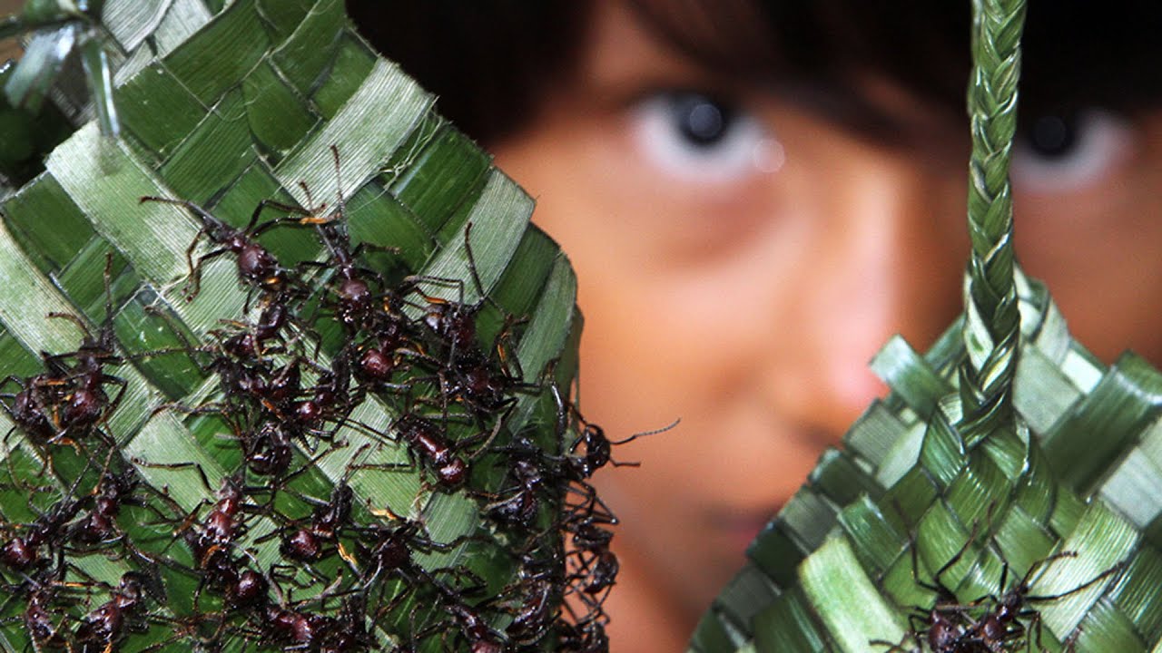 This tribe feeds their hands to ANTS! 🐜 - YouTube