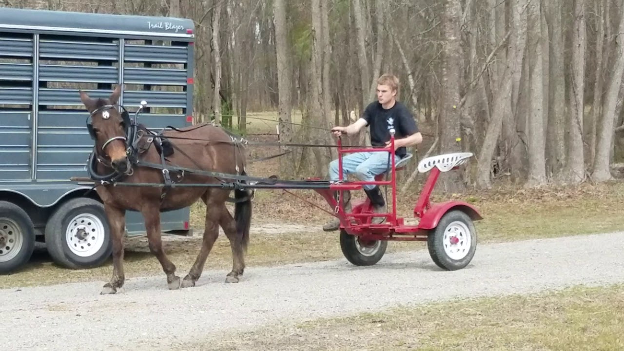 Gaited grulla mule ride and drive - YouTube